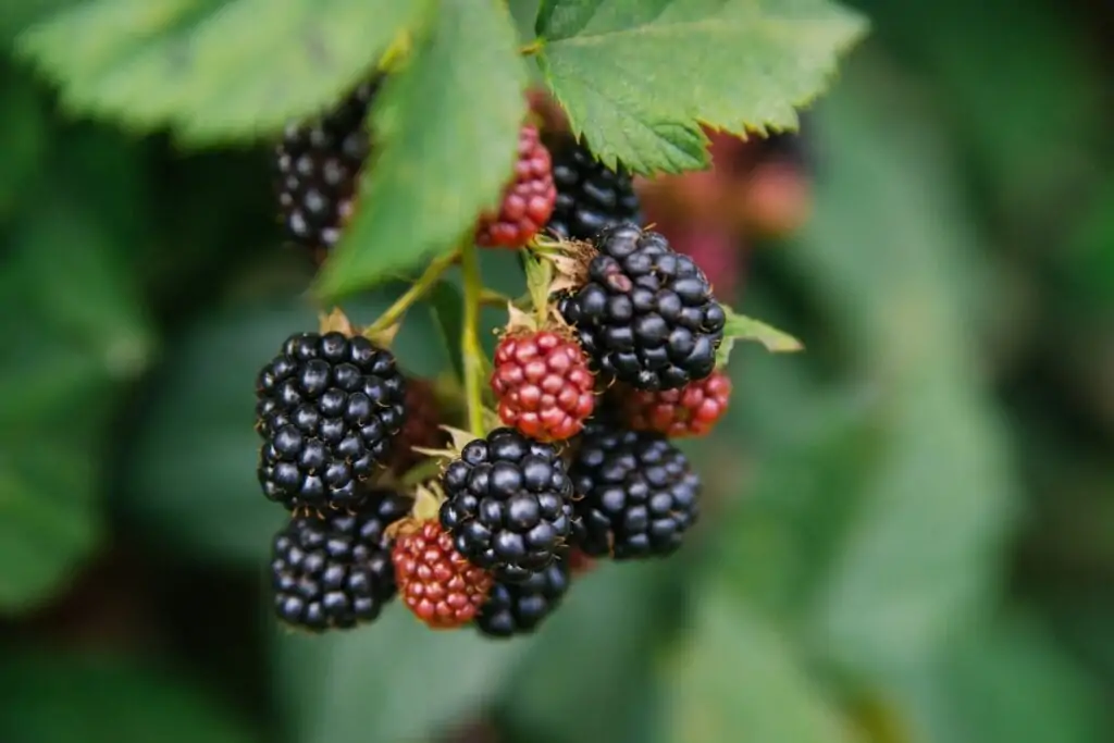 7 benefícios da amora para a saúde e como usá-la - O Diário de Mogi